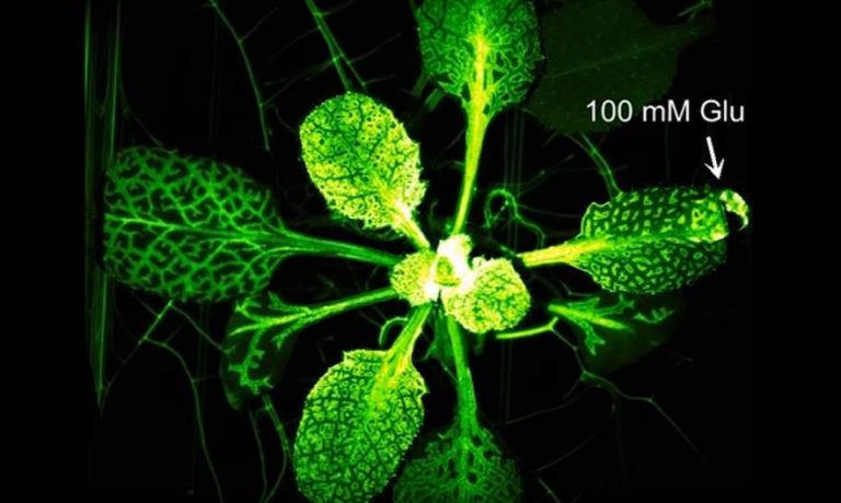 Plants have their own nervous system - Lazyibisnyc